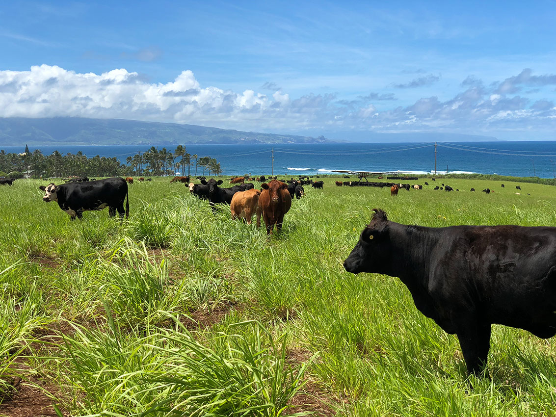 Hawaii Rangeland Stewardship